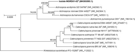 Maximum Likelihood Ml And Maximum Parsimony Mp Trees Inferred Using