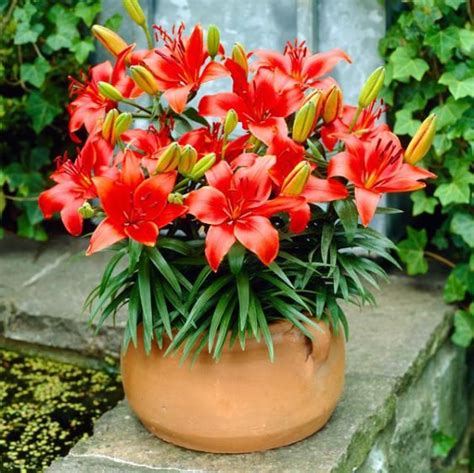 Домашняя лилия в горшке — тонкости выращивания Многолетние растения Азиатские лилии Растения