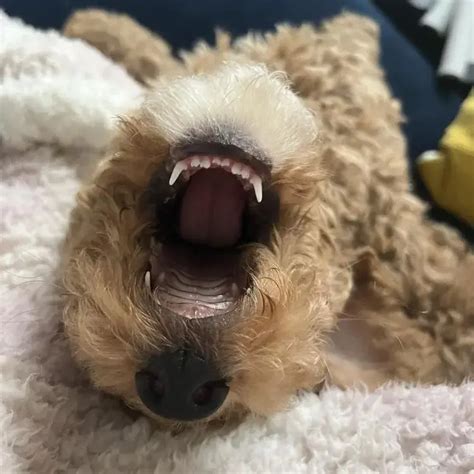 Daisy The Cockapoo Owner Story Purina Uk Purina