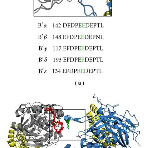 Diversity Of The B Regulatory Subunits And The Structure Of The Pp2a Download Scientific