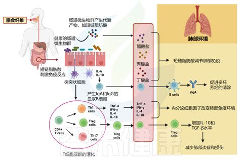 肠 肺轴 谷禾健康