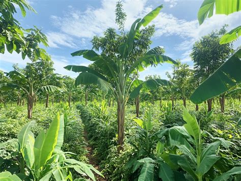 Syntropic Agroforestry Revolutionizing Sustainable Farming True Grade Foods