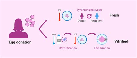 Difference Between The Use Of Fresh And Vitrified Donor Eggs