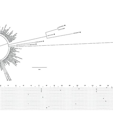 Phylogenetic Tree A Maximum Likelihood Phylogenetic Tree Displaying