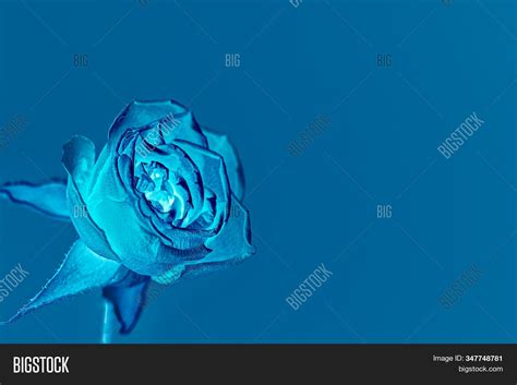 blue rose inversed image and photo free trial bigstock