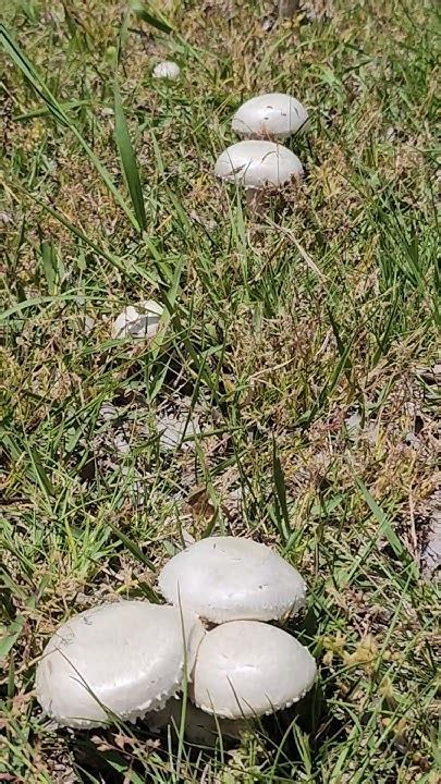 흰주름버섯~ 일열종대로~ 앞에는 왜 뭉쳐있나 버섯 흰주름버섯 Nature Youtube