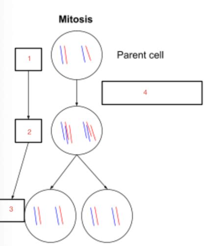 Biol 216 Exam 1 Processes Flashcards Quizlet