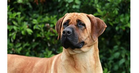 How Big Will My Mastiff Get