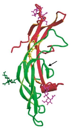 Luteinizing Hormone Beta Subunit Icsh Beta Subunit Lh Beta Subunit Lutropin Beta Subunit