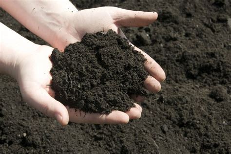 Everything You Need To Know About Loam Soil The Habitat
