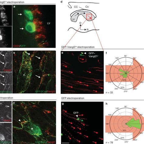 Progressive Orientation Of Ependymal Cilia During Development A