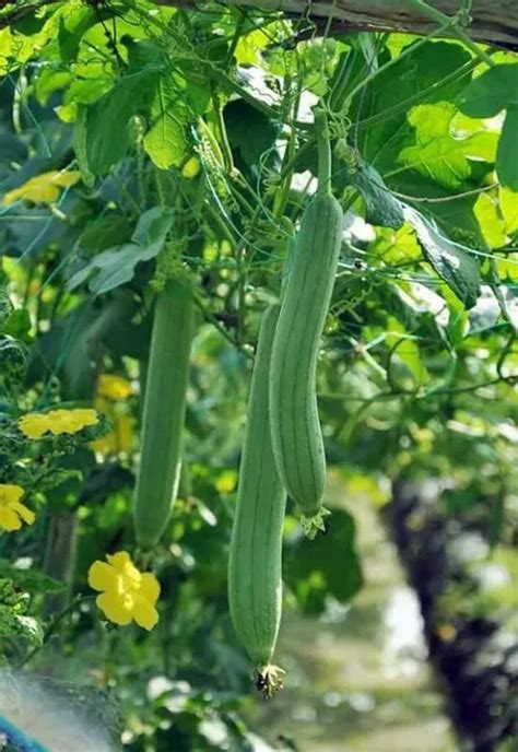 How To Grow Luffa Gourds Loofa Plant For Pleasure And Profit Artofit