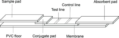 Immunochromatographic Test Strip Design Download Scientific Diagram