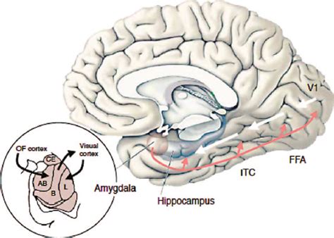 Fusiform Gyrus Amygdala Occipital Face Area An Overview