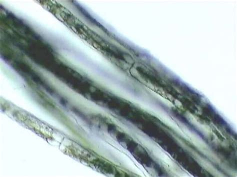 Nervous Communication Microscope Slides Pptx