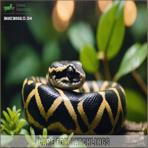Ball Python Breeding Program Essential Guide For Success