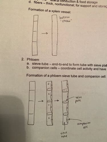 Botany Exam 1 Flashcards Quizlet