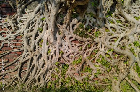 Ancient Brick Wall With Old Tree Roots And New Buds Stock Photo Adobe Stock