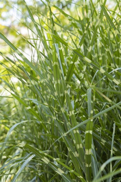 Miscanthus Sinensis Zebrinus Foliage Stock Photo Image Of Flower Miscanthus