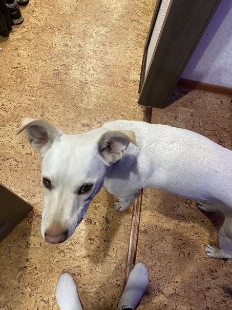 Пропала собака Пожалуйста максимальный репост Ошейник чёрный новый без адресника