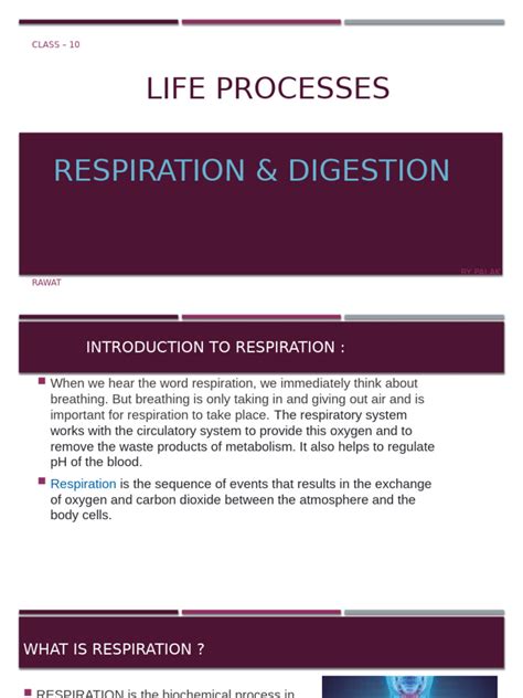 Life Processes Pdf Cellular Respiration Respiratory System
