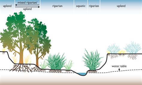 Ranching And Prairie Streams Riparian Vegetation
