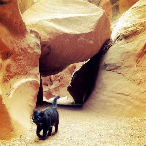 The Mountain Climbing Cat 21 Pics