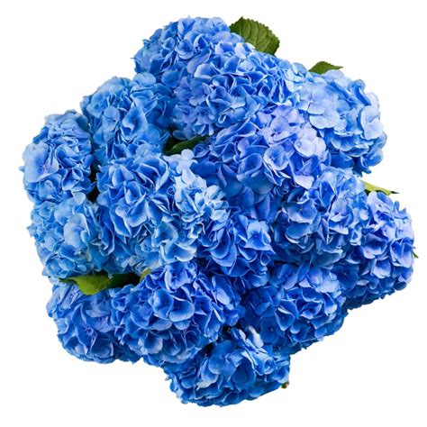 Гортензия голубая в букете Verena Blue