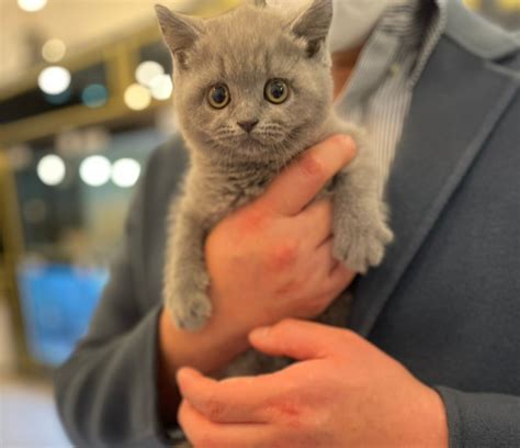 천안고양이분양 브리티쉬숏헤어분양후기 ♥ 분양후기