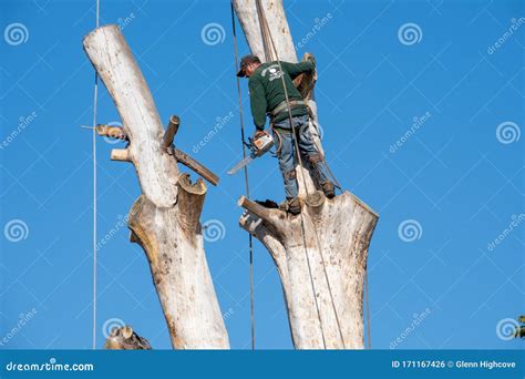 A Tree Trimmer Worker From Artist Tree Service Examines Where To Cut Editorial Photo Image Of