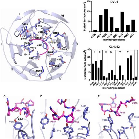 Pdf Identification Of A Pgxpp Degron Motif In Dishevelled And