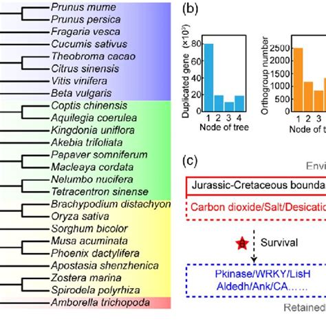 Identification And Annotation Of Duplicated Genes On Branches Of The