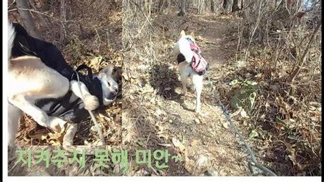 공장개가 제일 행복해 하고 좋아하고 기다리는 시간 L 주말 직장인 오빠와 함께 등산가던 날 L 산에서 아주 누워서 그냥 마구마구 비비고 L 등산을 너무 사랑하는 공장