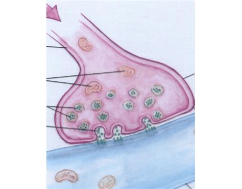 Synapse Anatomy Quiz