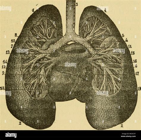 Fig 13 —bronchial Tubes And Lungs Posterior View Sappey 1 1 Summit Of Luugs 2 2 Base