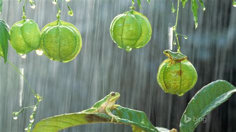 Bing Frog Wallpapers Top Free Bing Frog Backgrounds Wallpaperaccess