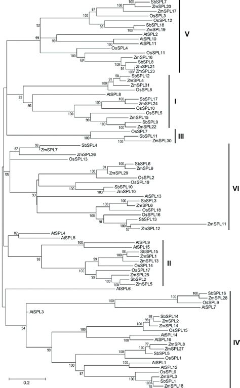 Phylogenetic Relationships Of Maize Rice Sorghum And Arabidopsis