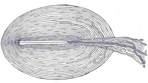 Function Of The Pacinian Corpuscle