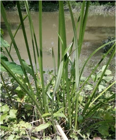 Typha Elephantina Roxb Plant Download Scientific Diagram