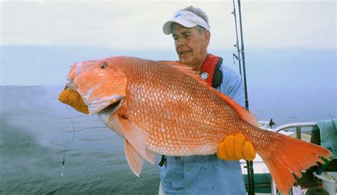 Red Snapper Vs Vermilion Snapper