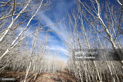 Pando Tree Photos And Premium High Res Pictures Getty Images