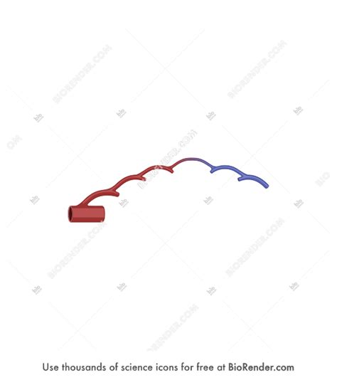Free Vascular Tree Icons Symbols And Images Biorender