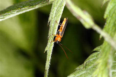 ヘリグロリンゴカミキリ Insect walk