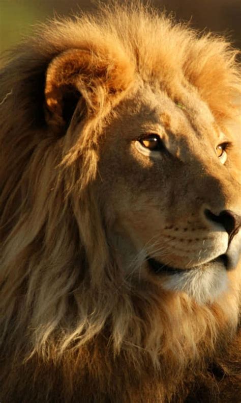 Download Free Cellular Connectivity Unlike Any Other Wallpaper