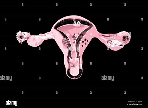 Female Reproductive System High Resolution Stock Photography And Images Alamy