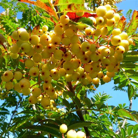 Sorbus Joseph Rock Yellow Berried Mountain Ash Ornamental Trees