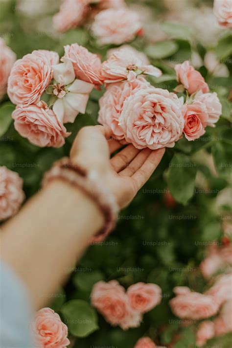 A Group Of Hands Holding Flowers Photo Flower Hand Image On Unsplash
