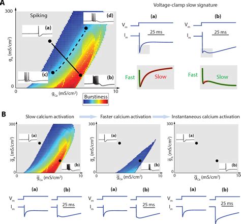 Figure 1 From Robust And Tunable Bursting Requires Slow Positive Feedback Semantic Scholar