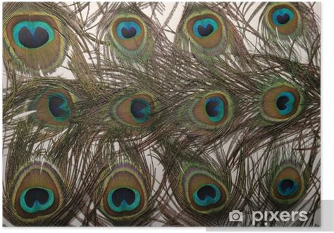 Poster Peacock Texture Pixersuk