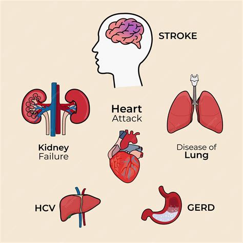 인간의 장기 증상 뇌 신장 폐 심장 간 및 위 벡터 프리미엄 벡터